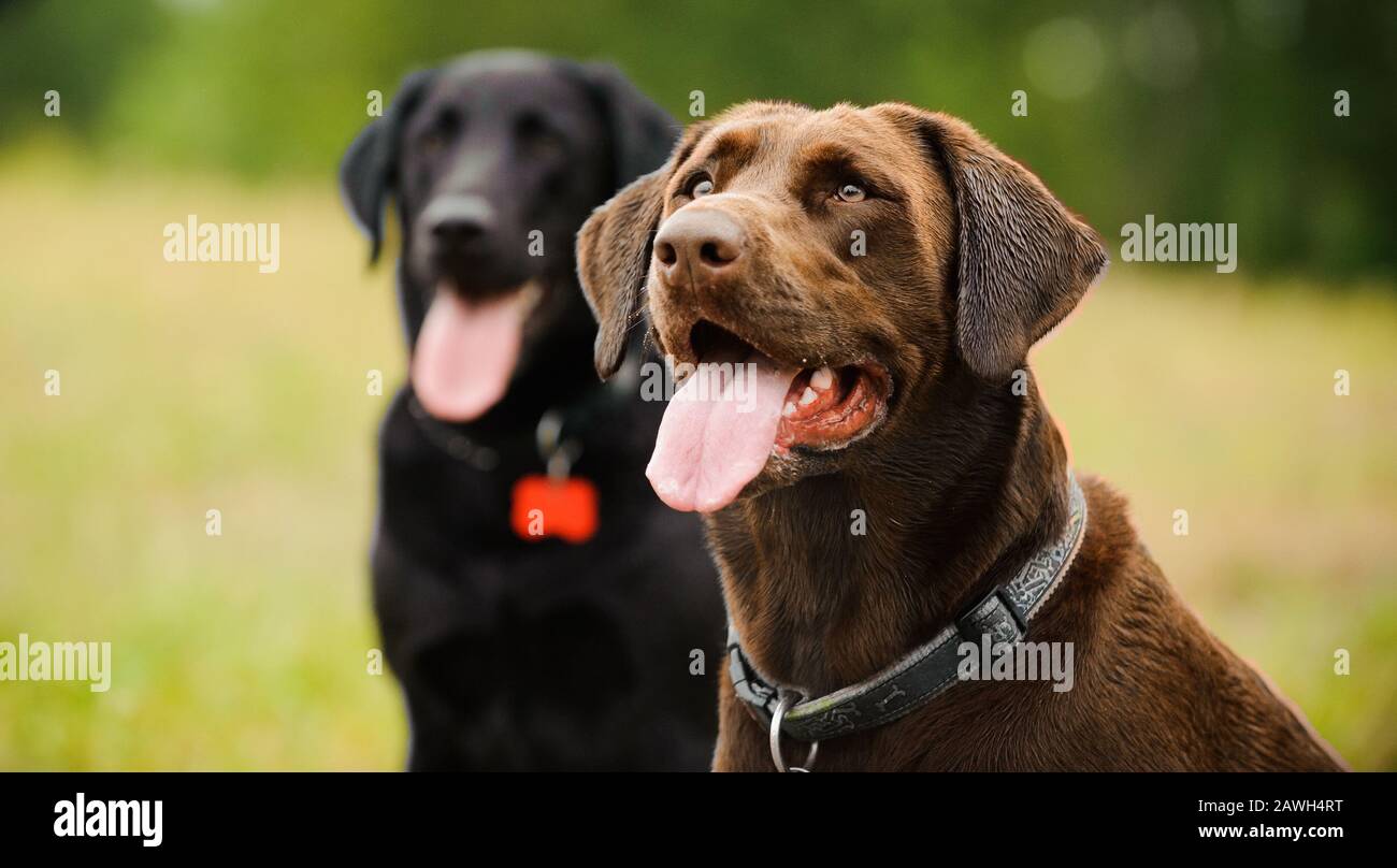 Are Labrador Retrievers Outdoor Dogs