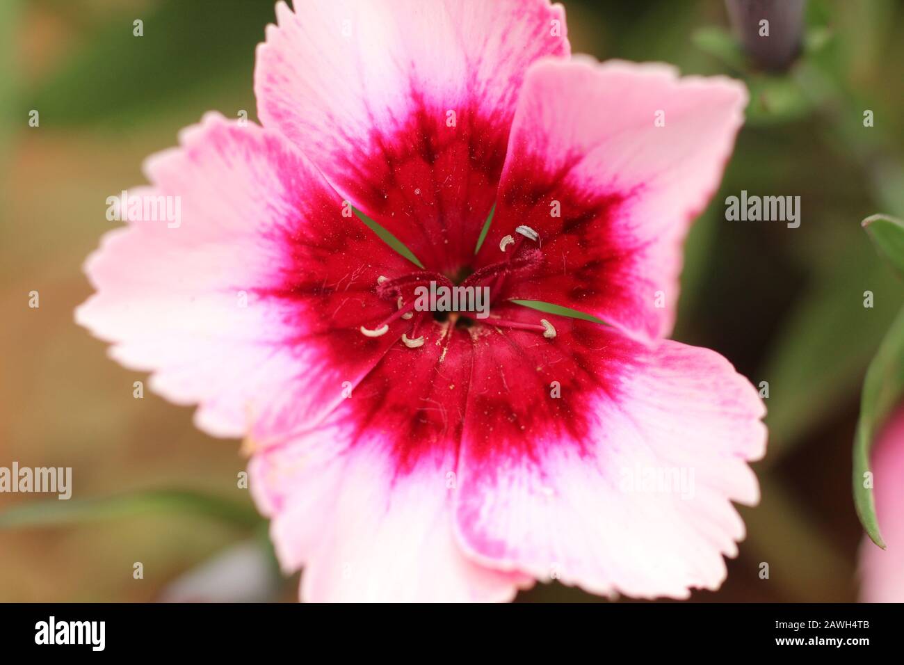 macro of a single mix color flower with soft background Stock Photo - Alamy