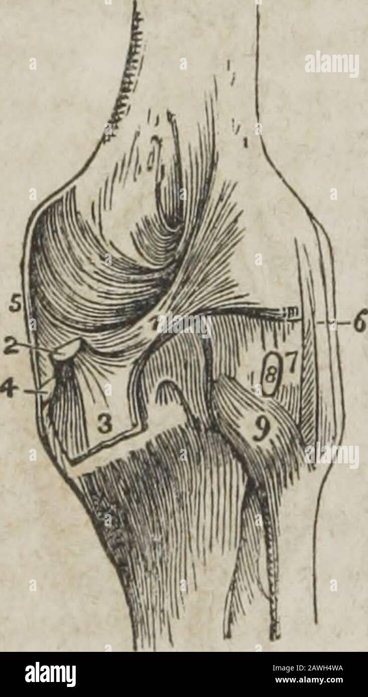 Falciform hi-res stock photography and images - Alamy