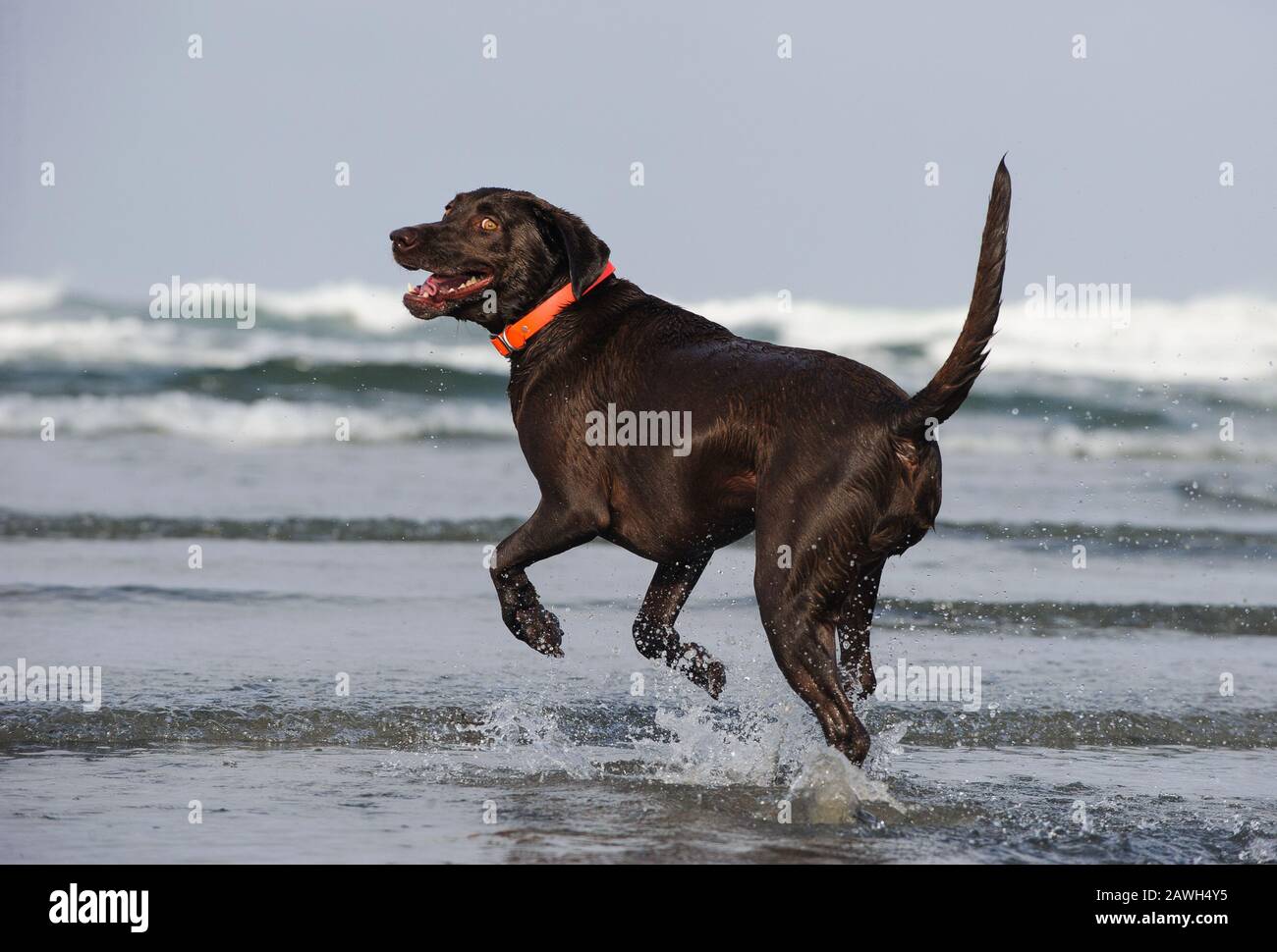 Chocolate labrador wet hi-res stock photography and images - Alamy