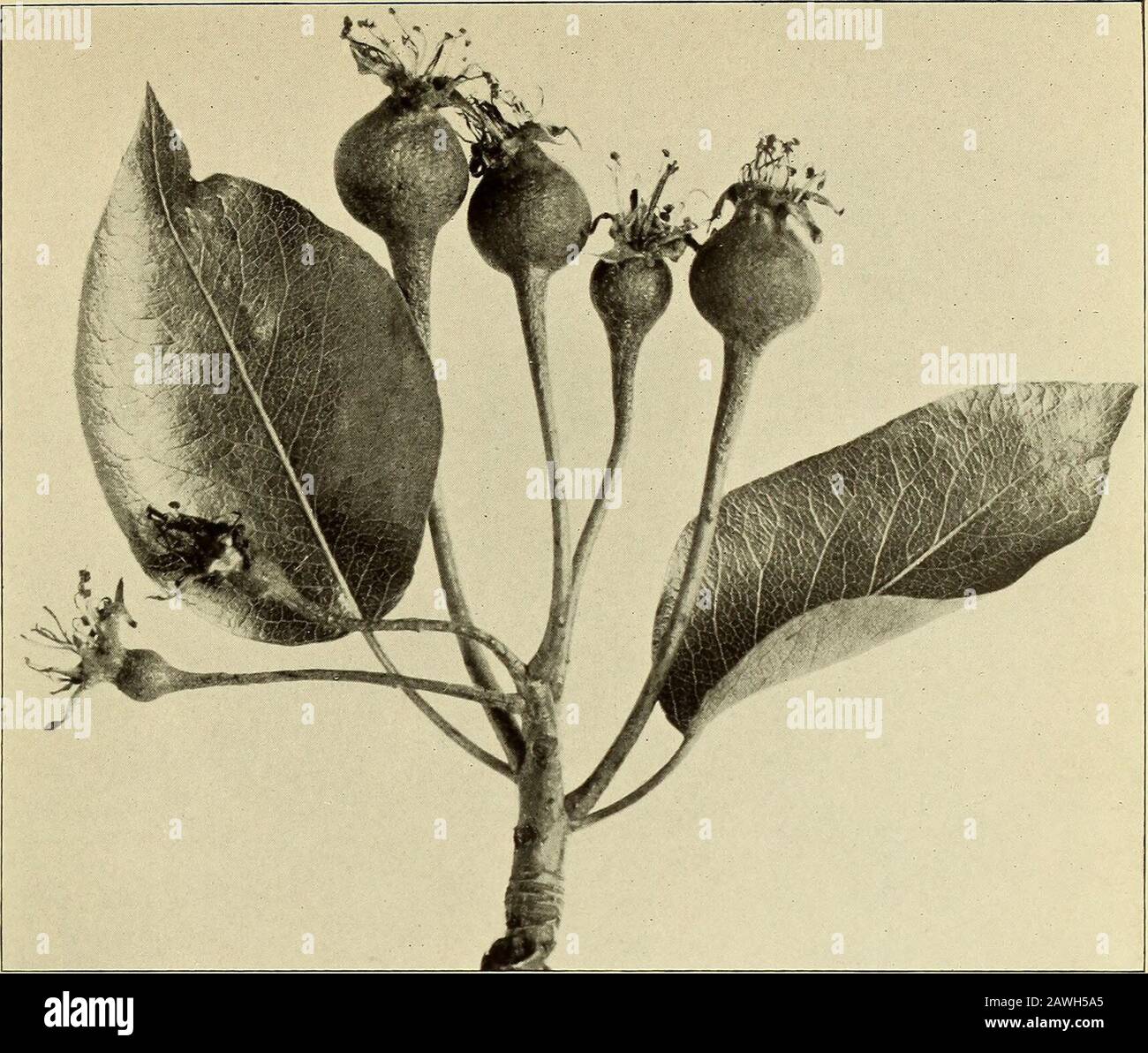 Annual report . Effects following the application of miscible oil PLATE ...