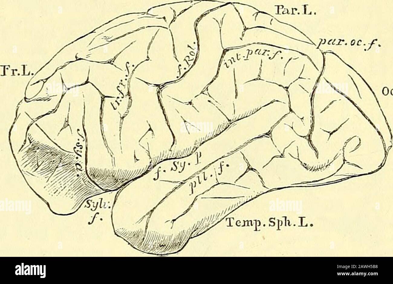 Quain's elements of anatomy . d transversely outwards for a variable ...