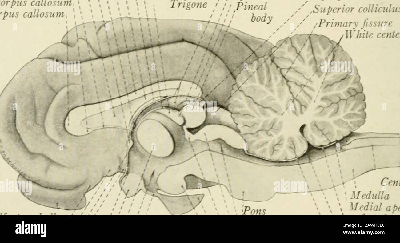 Rhinencephalon hi-res stock photography and images - Alamy