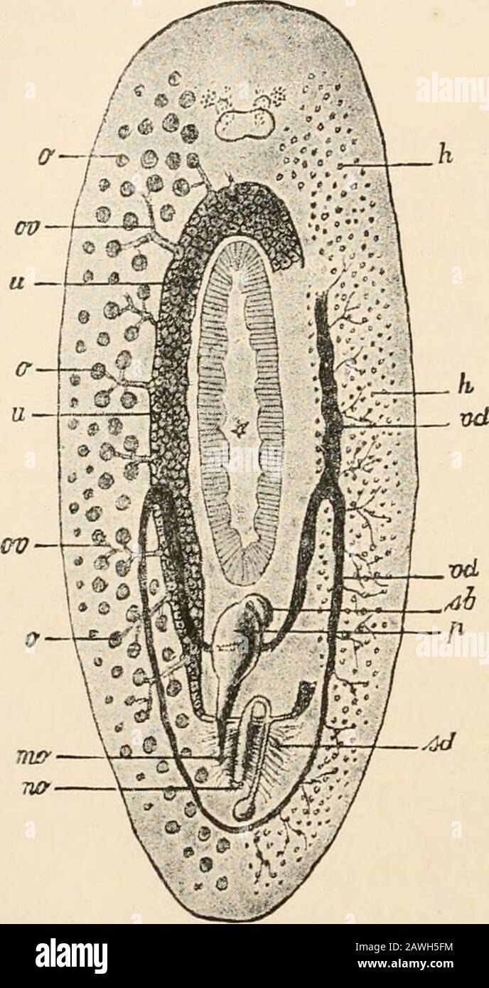 Homologous organs hi-res stock photography and images - Alamy
