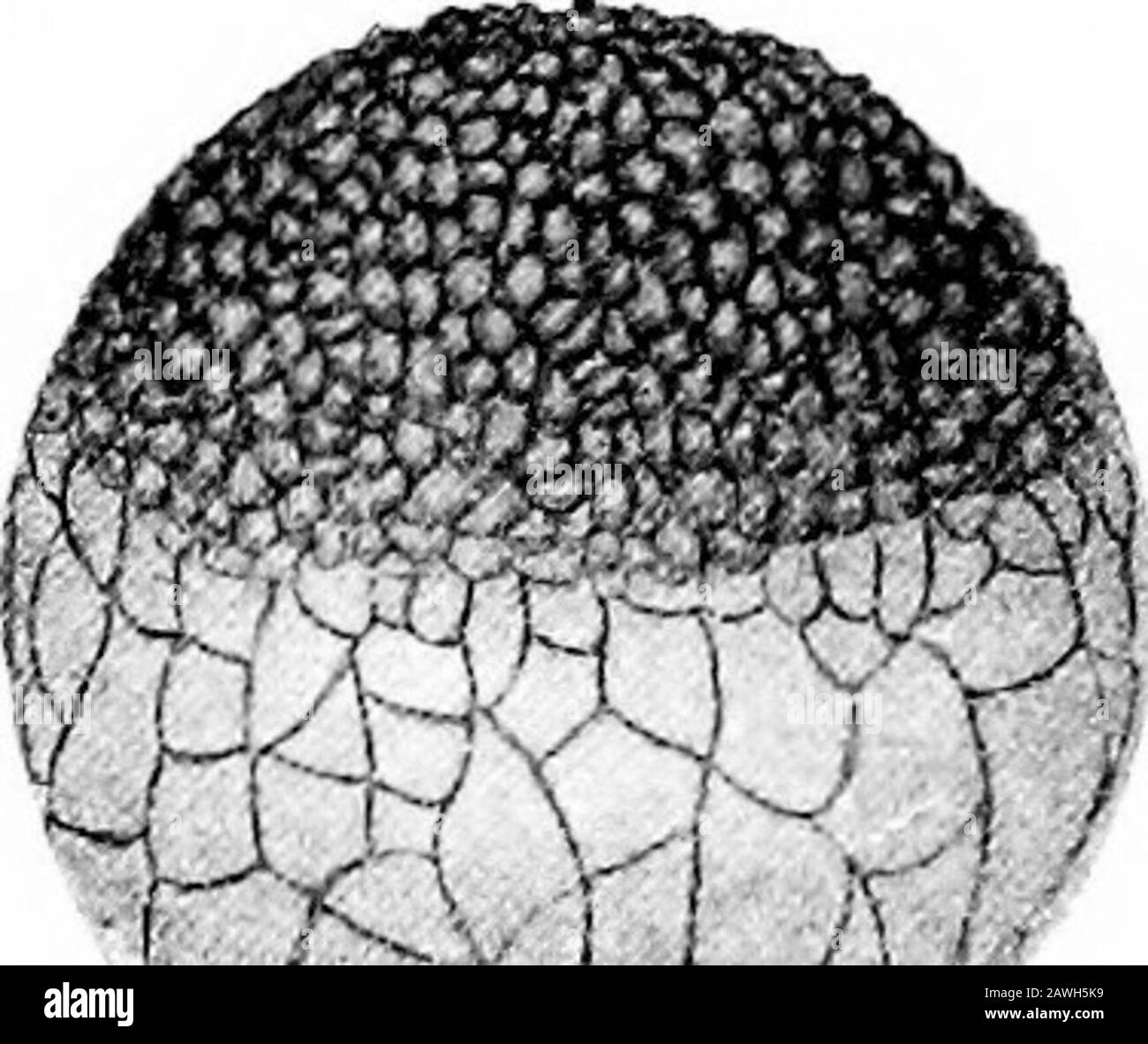 The development of the human body; a manual of human embryology . C D ...