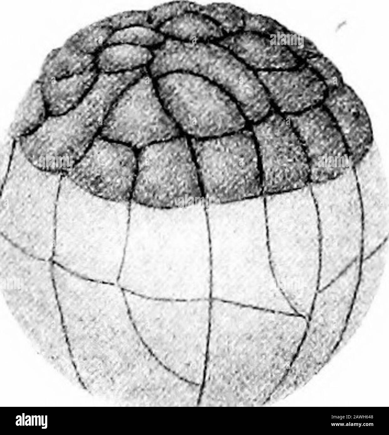 The development of the human body; a manual of human embryology Stock ...