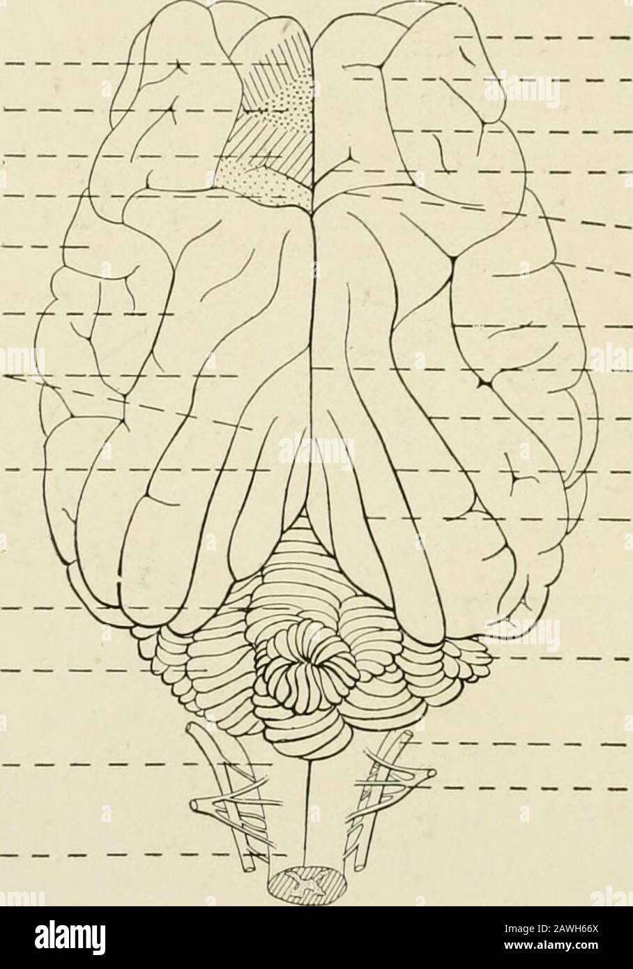 The anatomy of the nervous system, from the standpoint of development ...