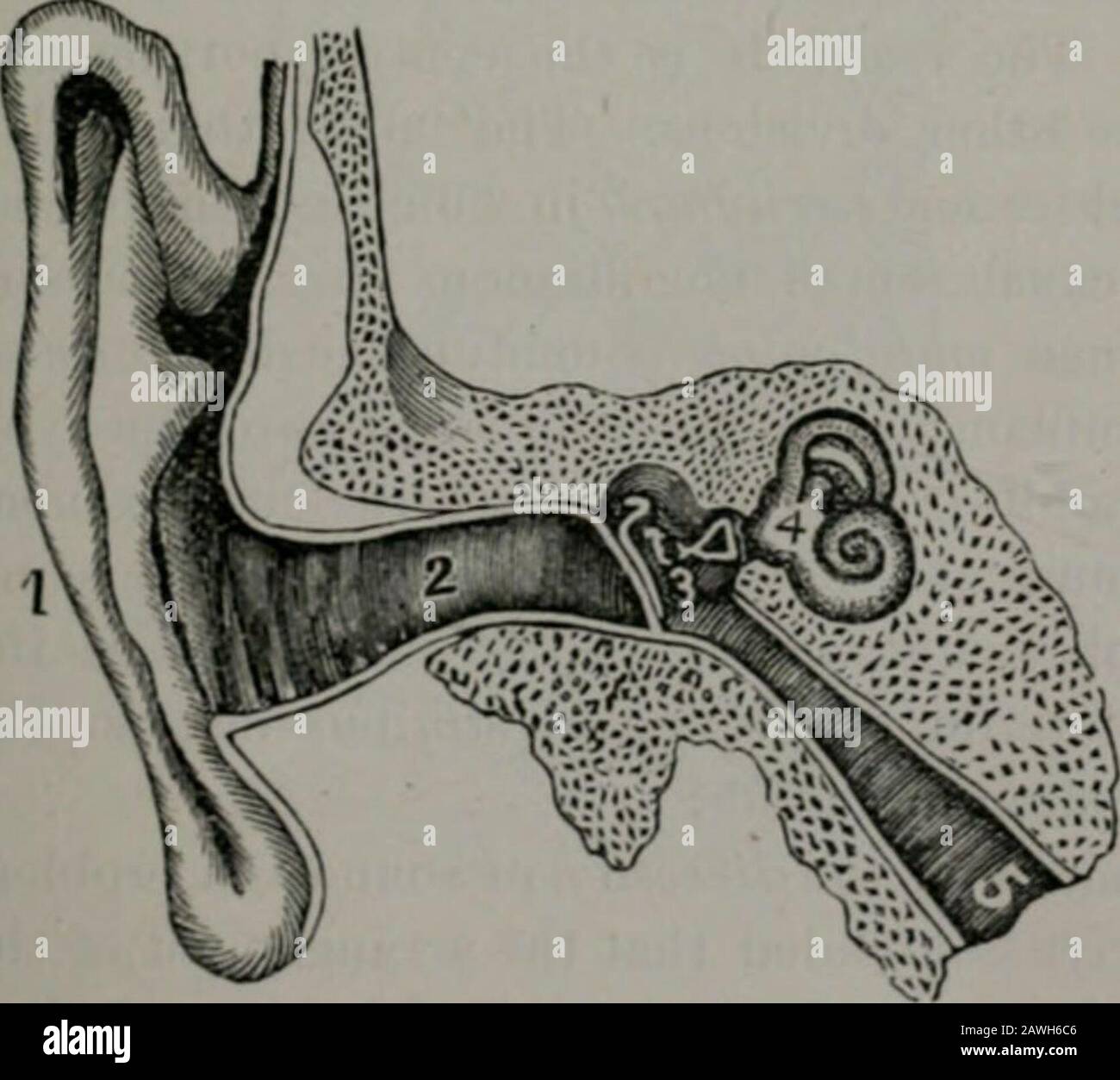 Sonorous sensations hi-res stock photography and images - Alamy