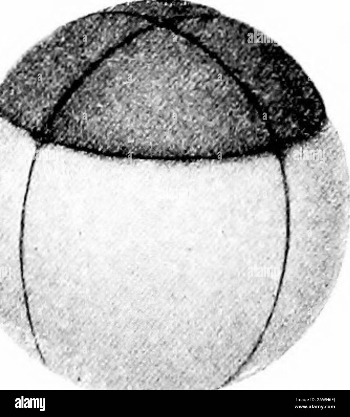 The development of the human body; a manual of human embryology Stock ...