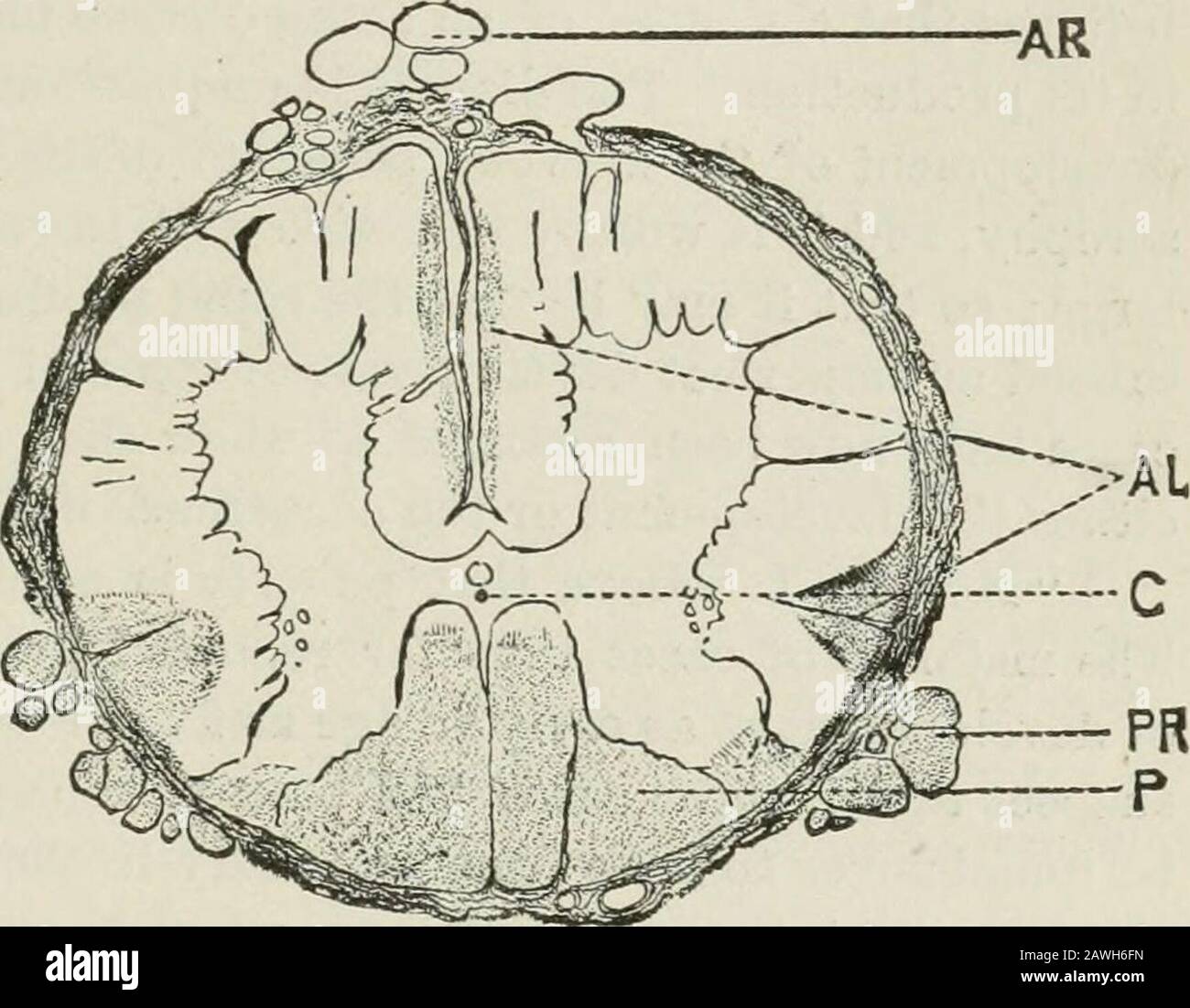 Lectures on nervous diseases from the standpoint of cerebral and spinal ...