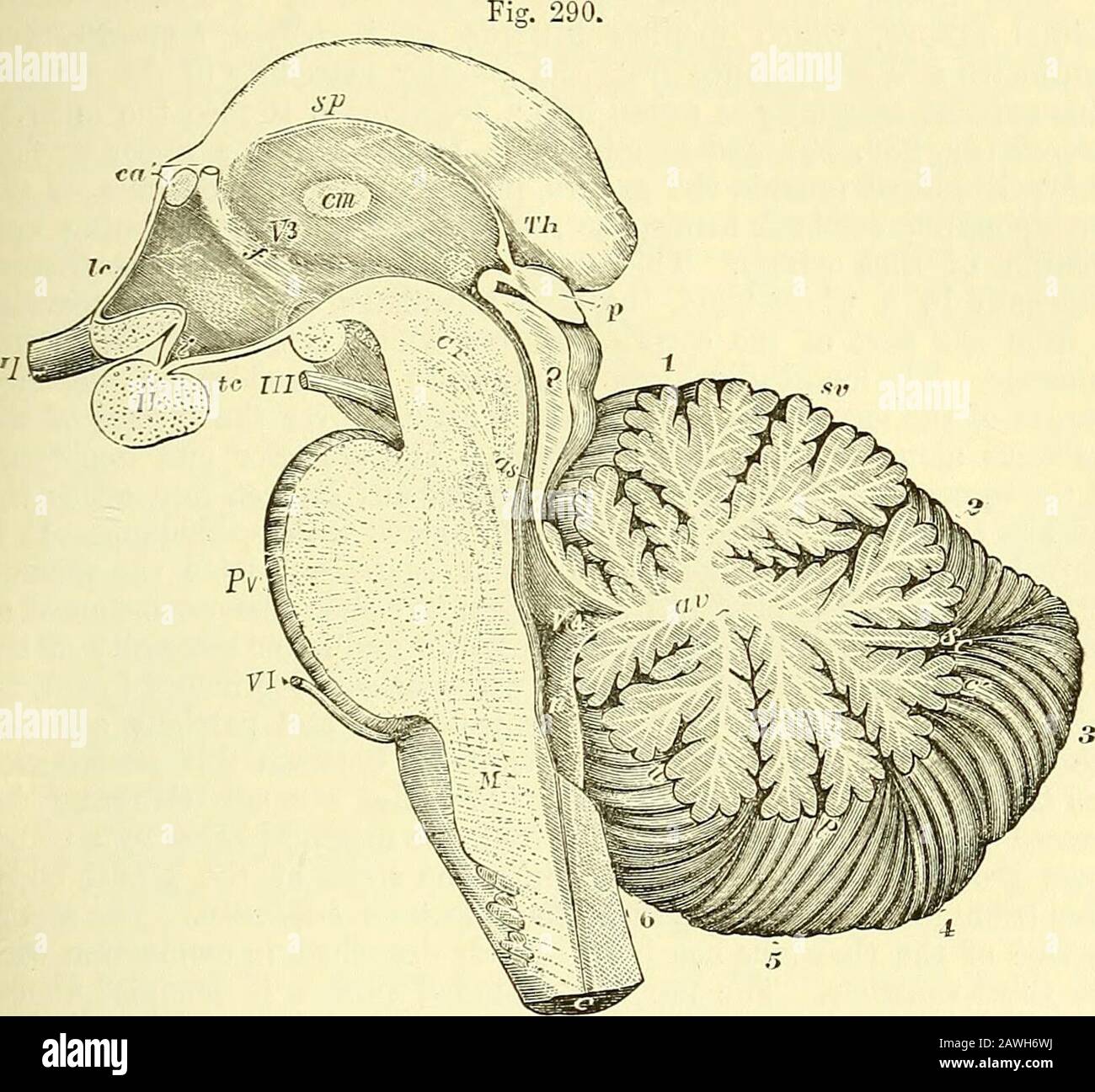Quain's elements of anatomy . THALAMENCEPHALOK 323 mferpositum, which ...