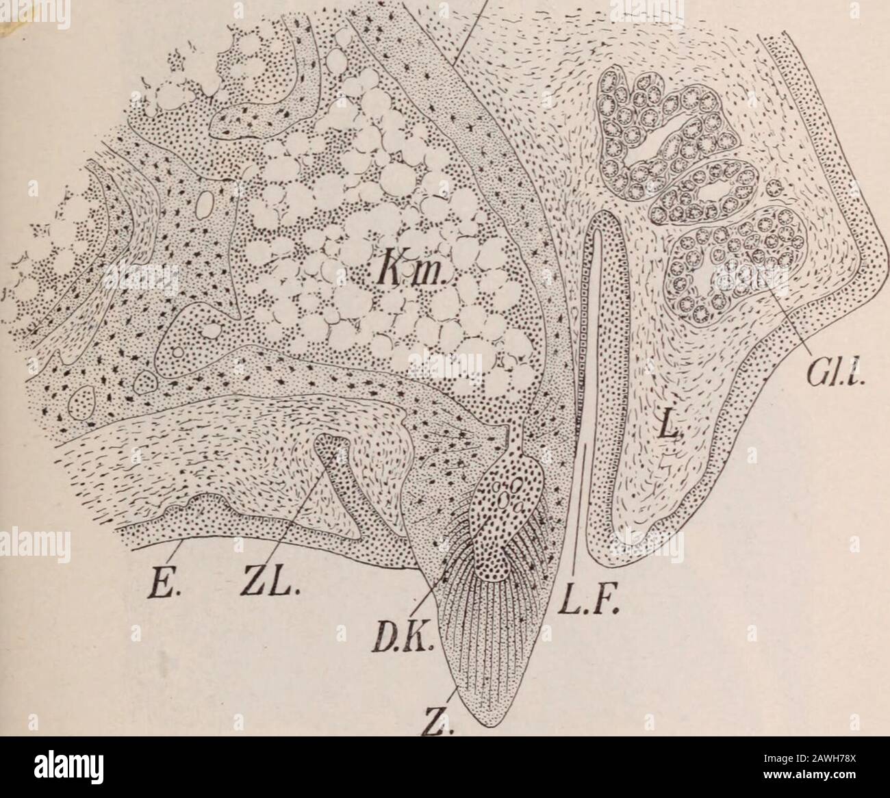 Dental cosmos . g of the end of the dental ridge in Fig. 2 cannot be ...