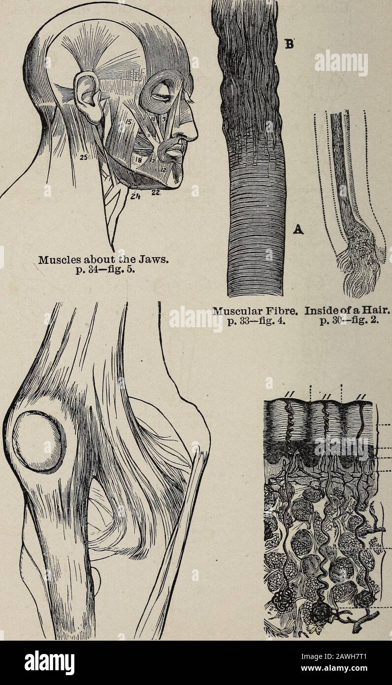 The body and its ailments: a handbook of familiar directions for care ...