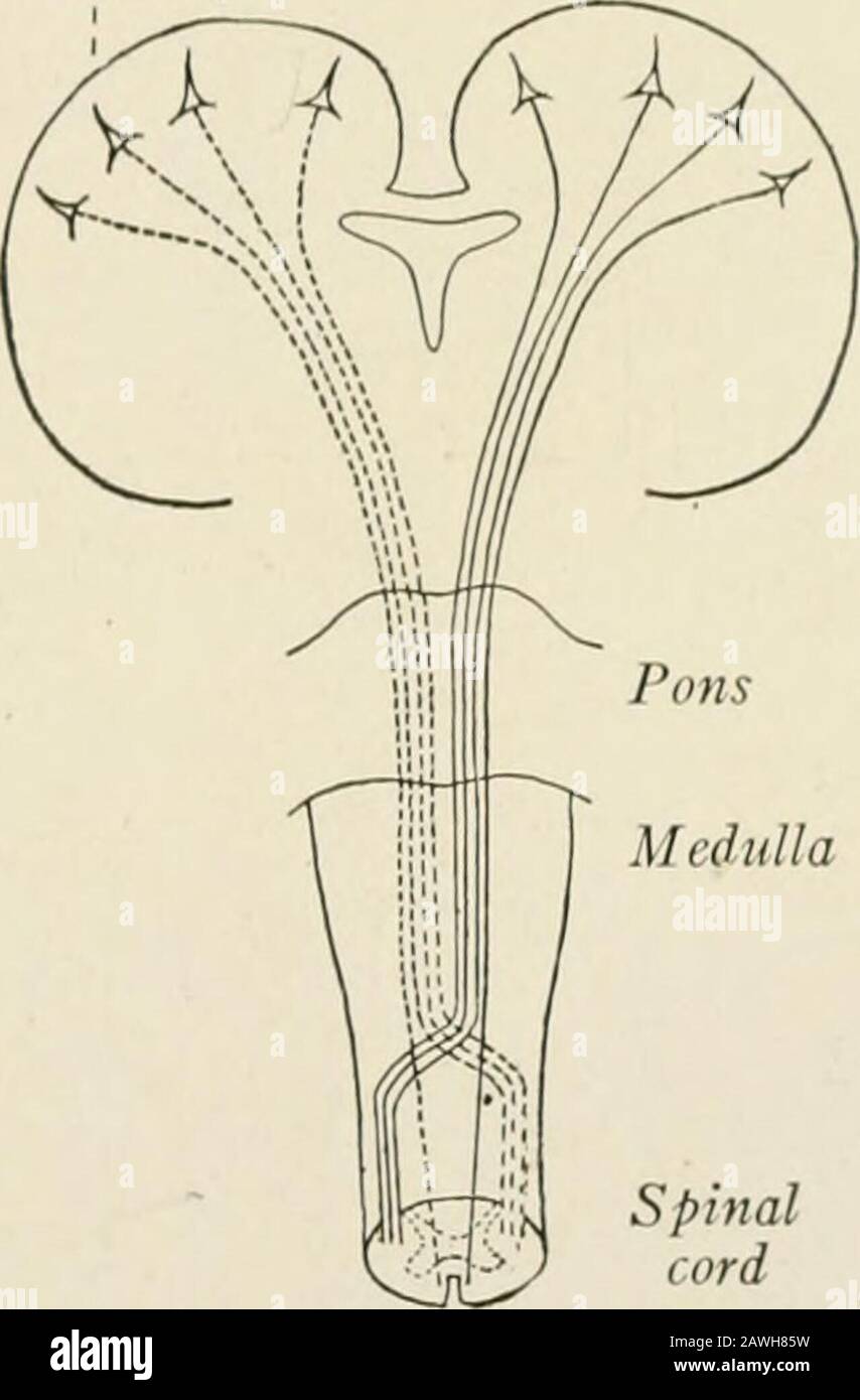 Decussation of pyramids hi-res stock photography and images - Alamy