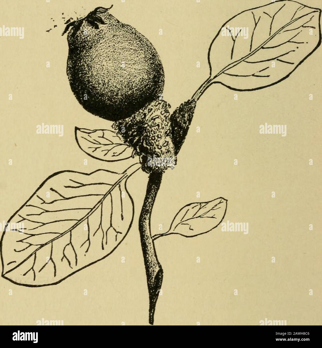 Quince cultureAn illustrated hand-book for the propagation and ...