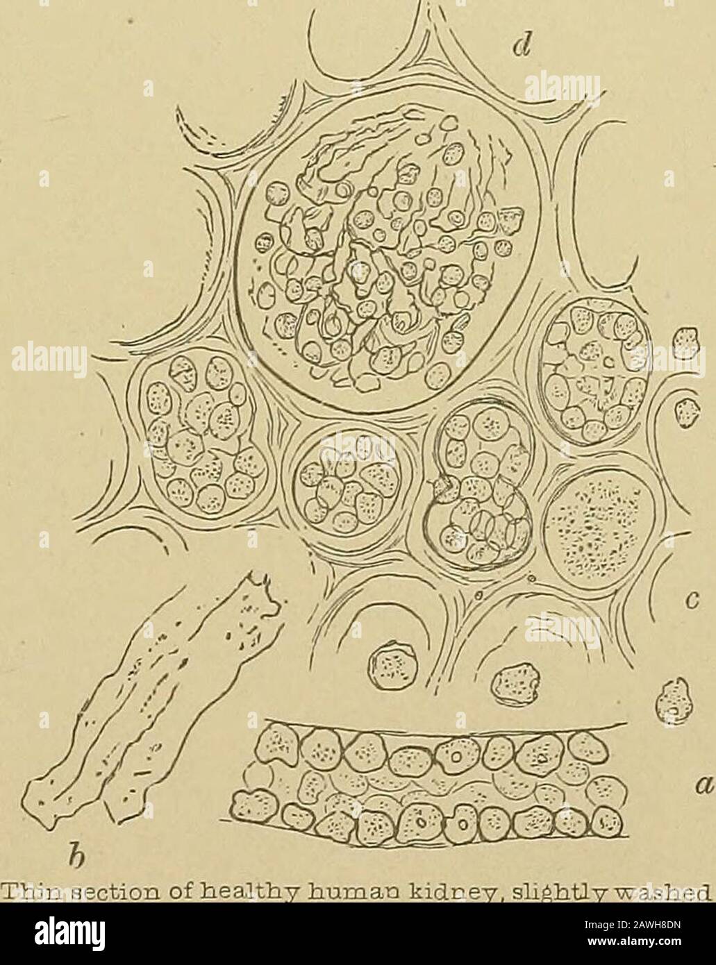Uriniferous tube hi-res stock photography and images - Alamy