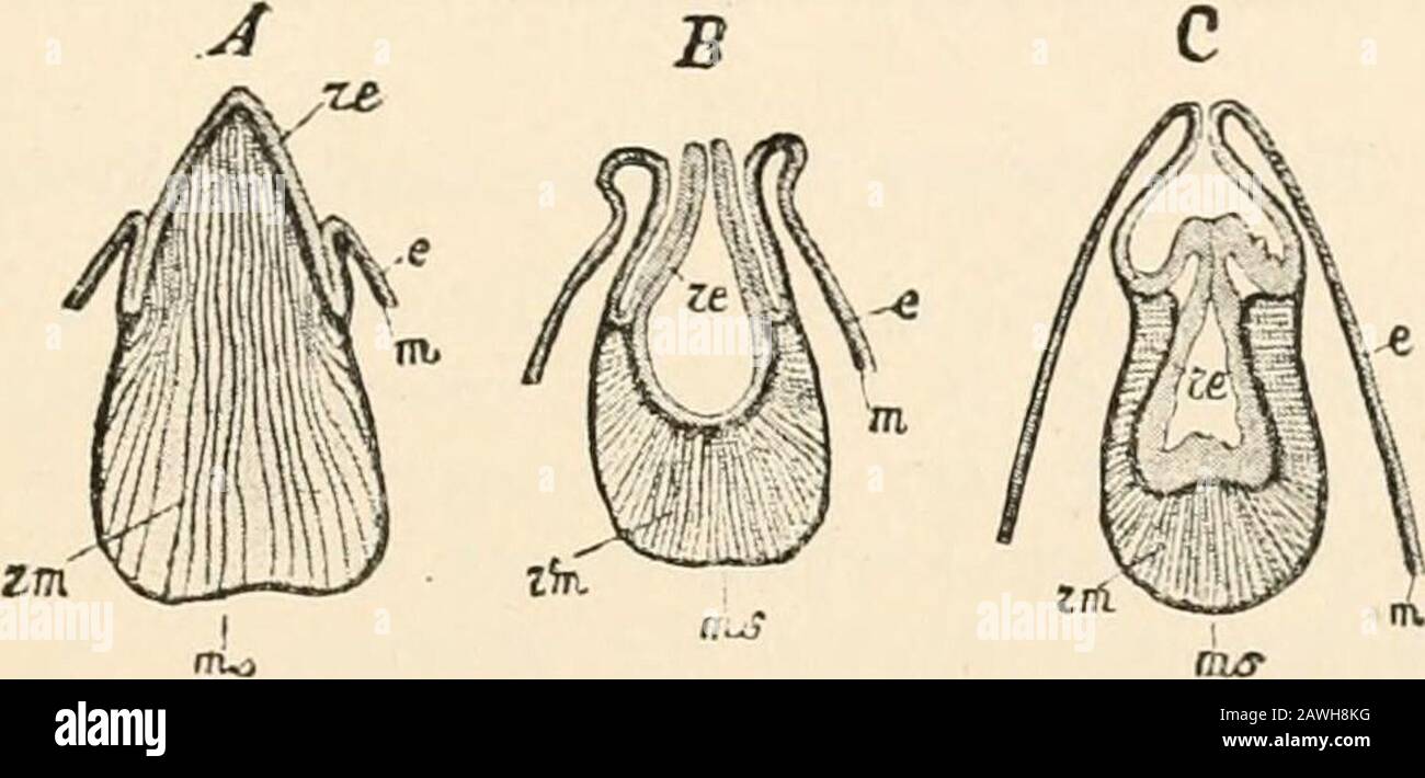Text-book of comparative anatomy . ionsor thickenings at the anterior ...