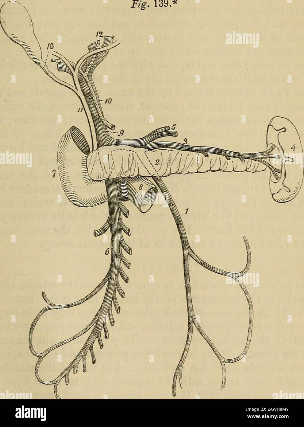 The anatomist's vade mecum : a system of human anatomy . right ...