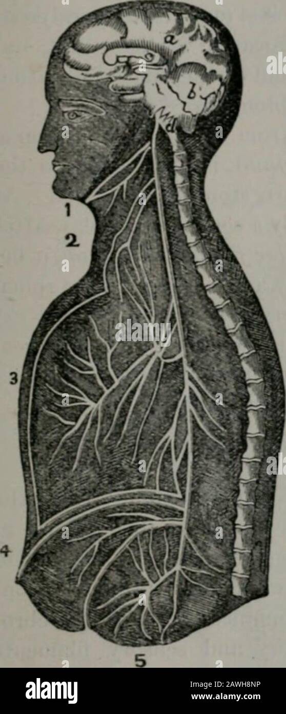 Pneumogastric nerve medical hi-res stock photography and images - Alamy