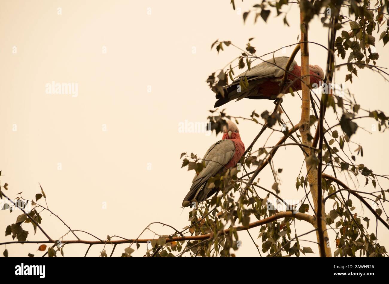 Native australian bird sitting in a tree in a smoke haze caused by ...