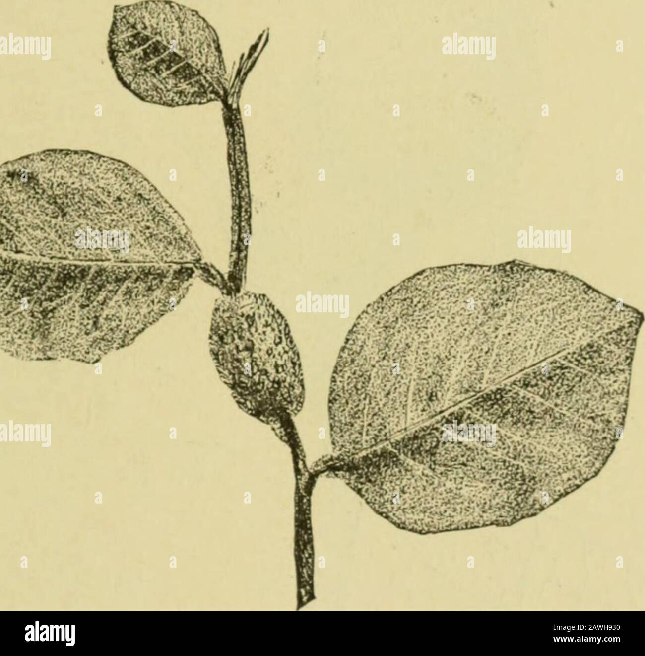 The Fallen Quince High Resolution Stock Photography and Images - Alamy