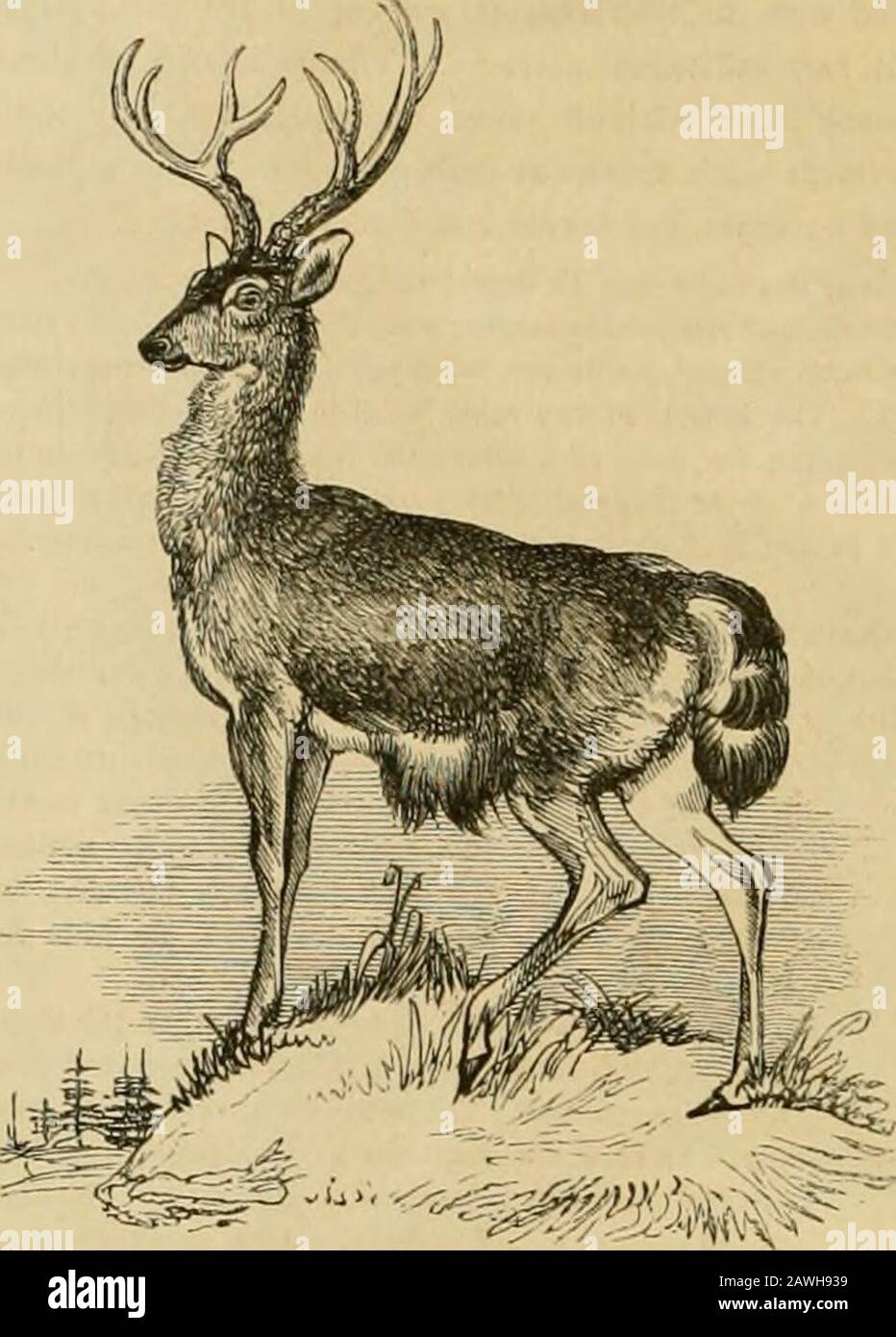 The animal kingdom : arranged after its organization, forming a natural ...