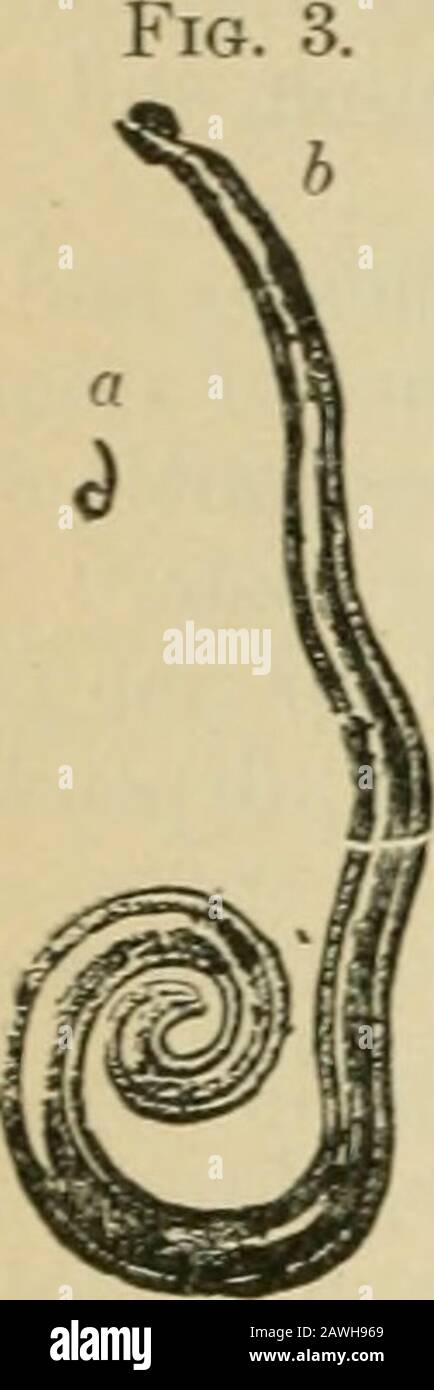 Turbed hi-res stock photography and images - Alamy