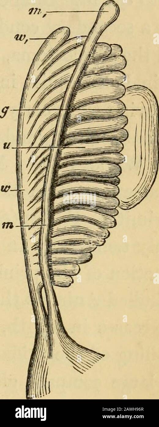 The evolution of man : a popular exposition of the principal points of ...