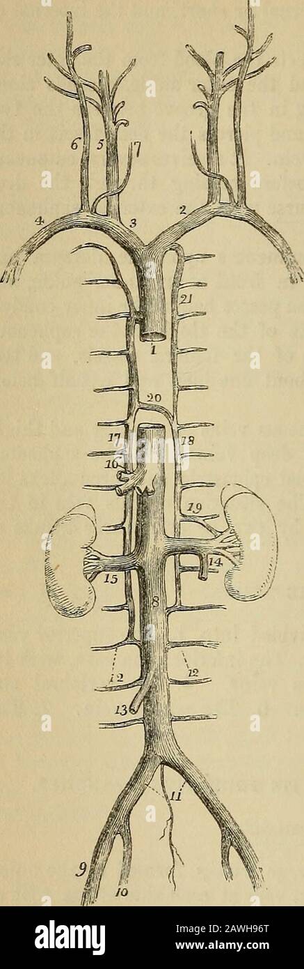 The anatomist's vade mecum : a system of human anatomy . y be divided ...