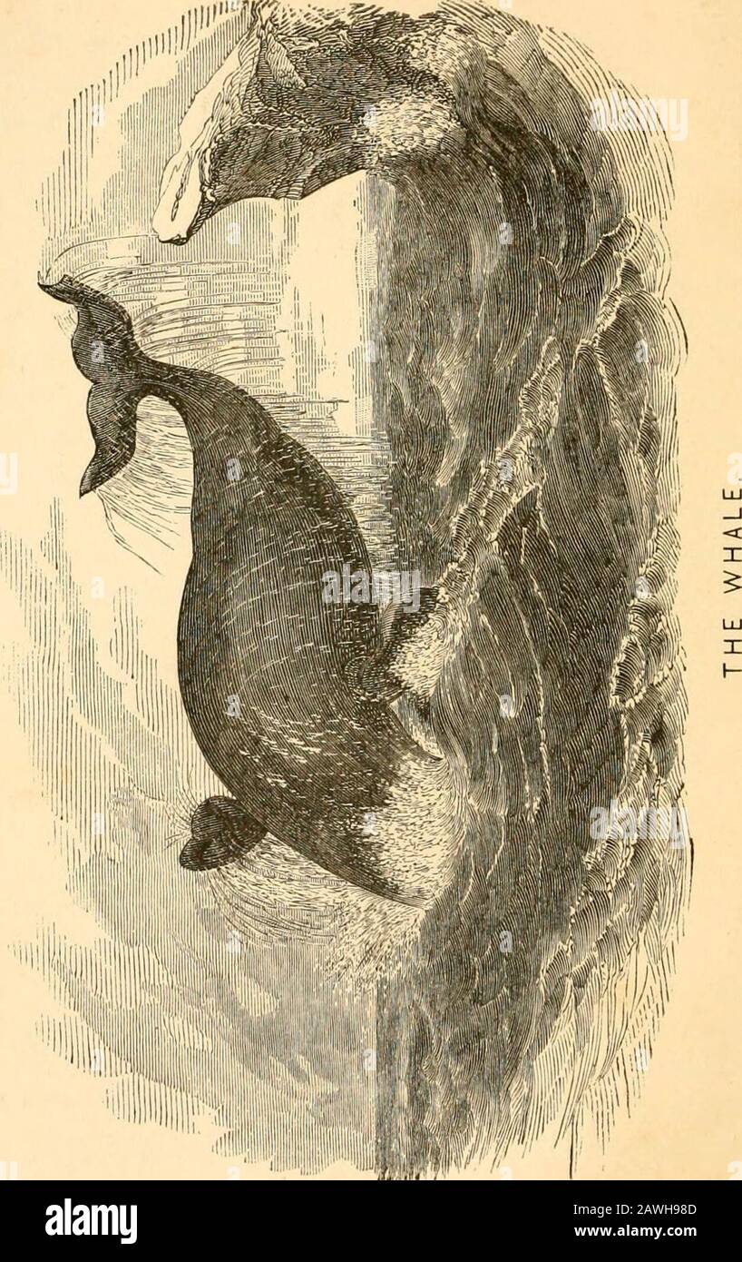 Bookidgenealogyofc High Resolution Stock Photography and Images - Alamy