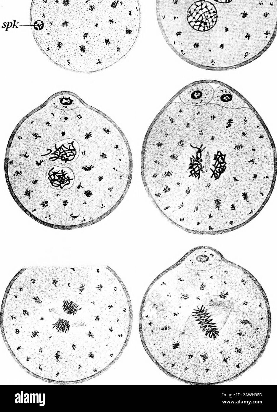 Human Embryology Black and White Stock Photos & Images - Alamy