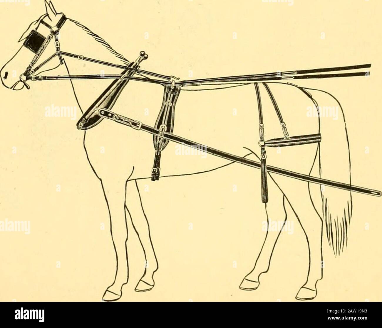 Special harness catalogue, season 1910 and 1911 . Bridle—%-inch, bo.x ...