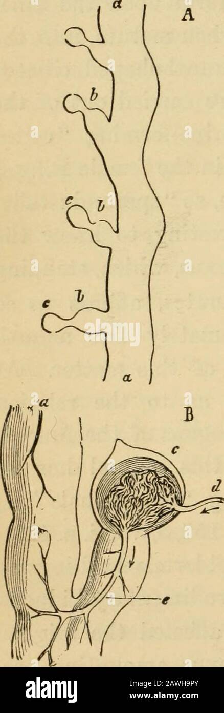 Kidneystructure hi-res stock photography and images - Alamy