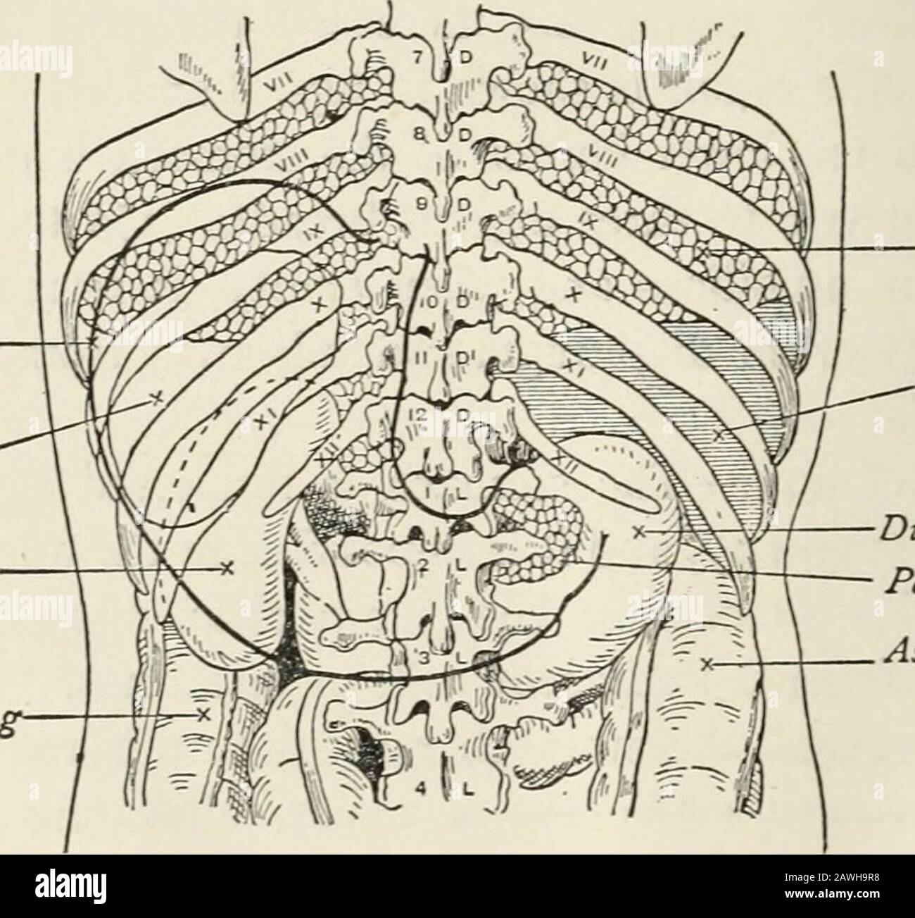 New concepts in diagnosis and treatment : physico-clinical medicine ...