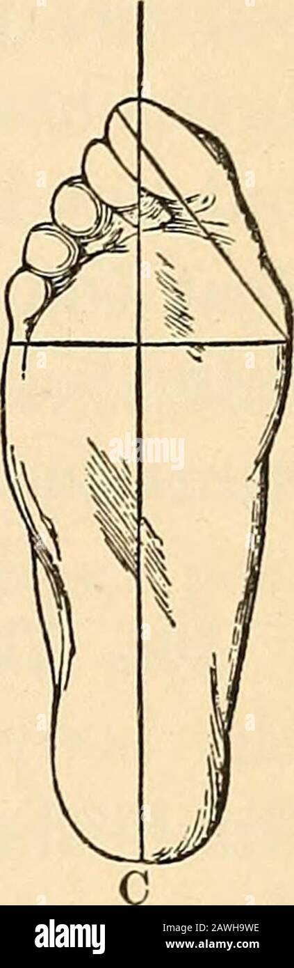 Anatomy, physiology and hygiene . B Fig. 42. A, normal foot, proper ...