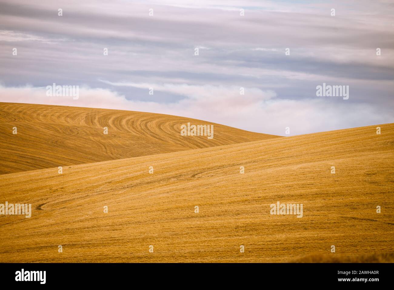 Wheat field harvest in the Palouse. Washington State Stock Photo - Alamy