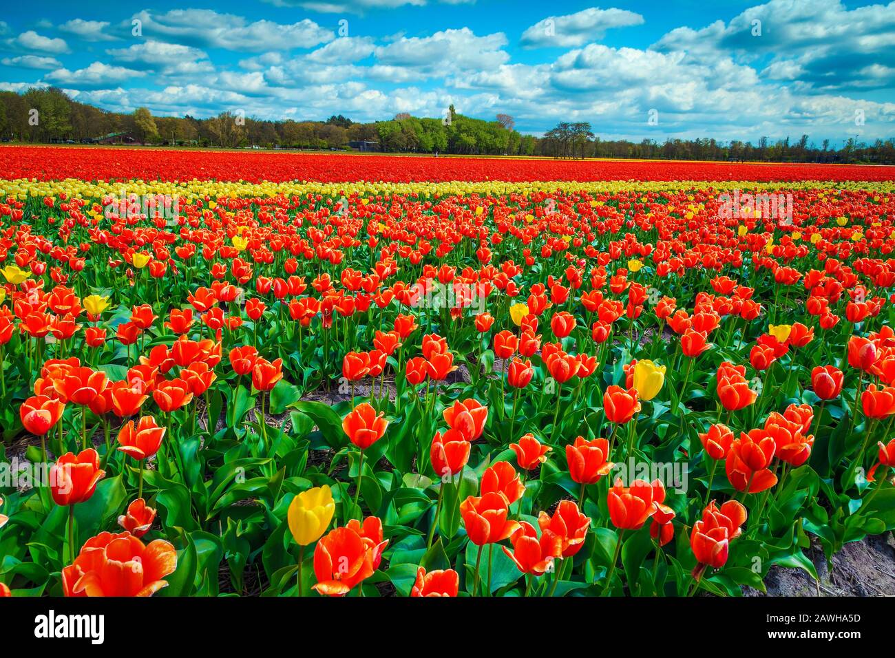 Majestic spring landscape with agricultural dutch flower gardens ...