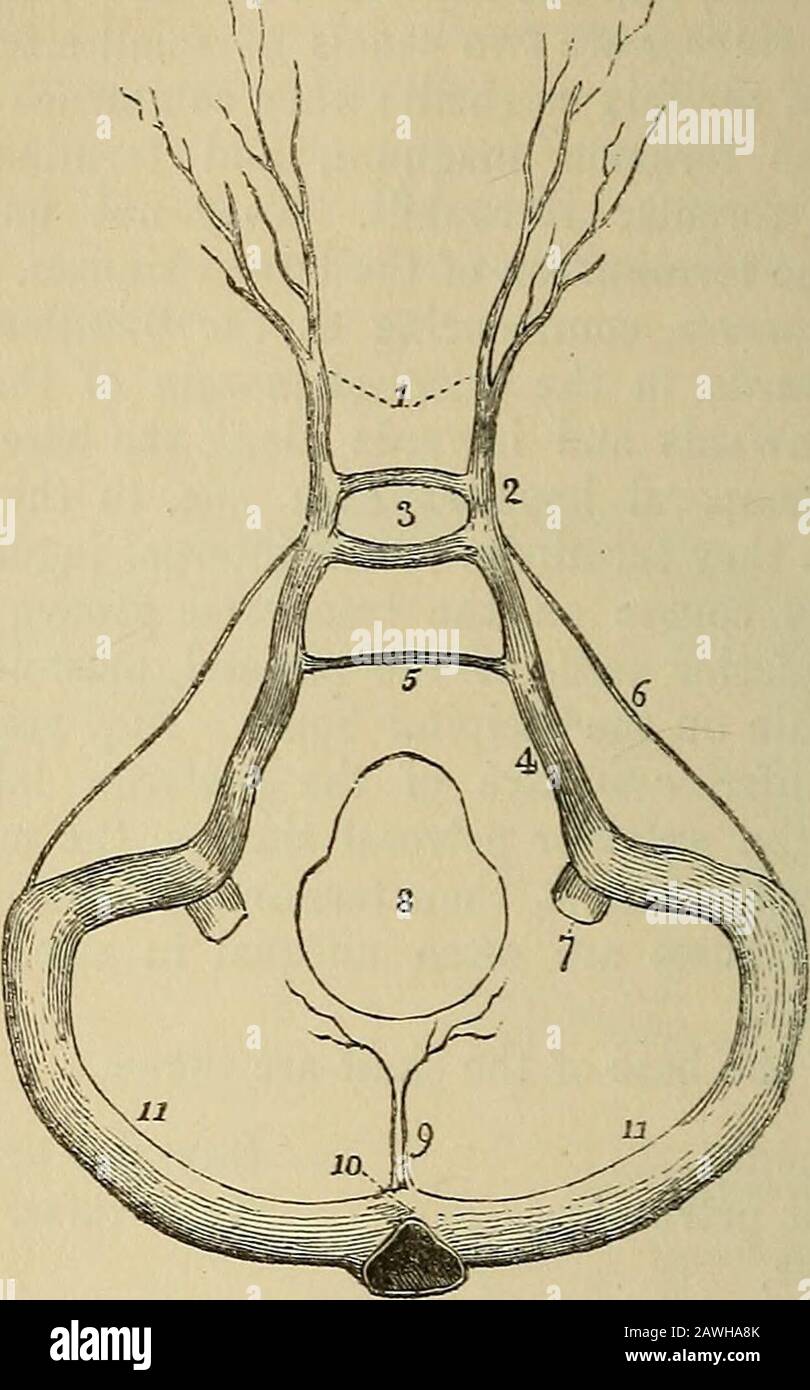 The anatomist's vade mecum : a system of human anatomy . ixth nerve ...