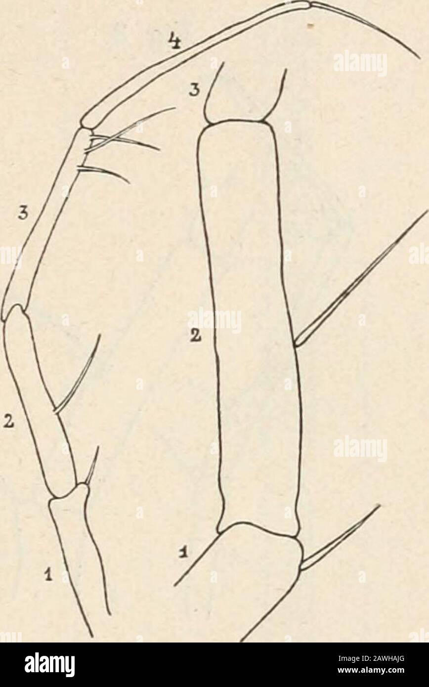 Copilia quadrata hi-res stock photography and images - Alamy