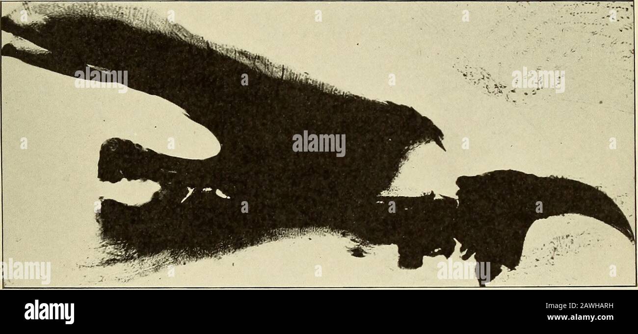 Phormia regina hi-res stock photography and images - Alamy