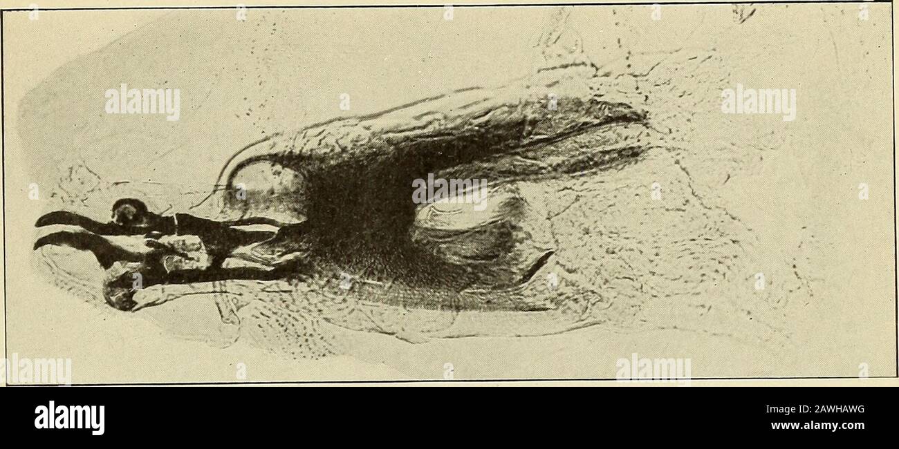 Annual report . Pear thrips PLATE 4[233] Queen blow flyPhormia regina ...