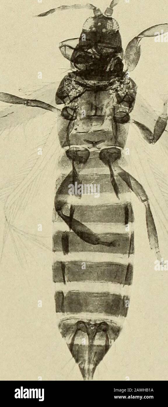 Annual report . Pear thrips work PLATE 3 [2311 Pear thripsEuthrips pyri ...