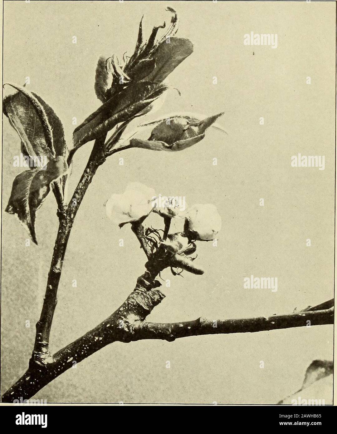 Annual report . Pear thrips work PLATE 3 [2311 Pear thripsEuthrips pyri ...