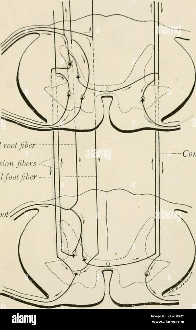 The anatomy of the nervous system, from the standpoint of development ...