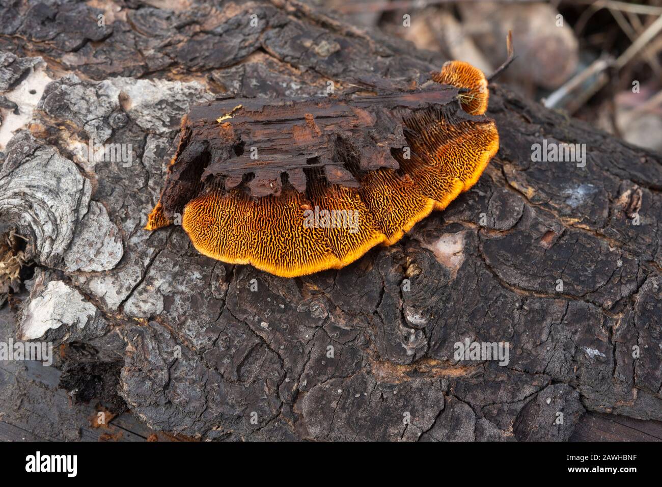 Dteal: The underside showing the "gills" of Gloeophyllum sepiarium ...