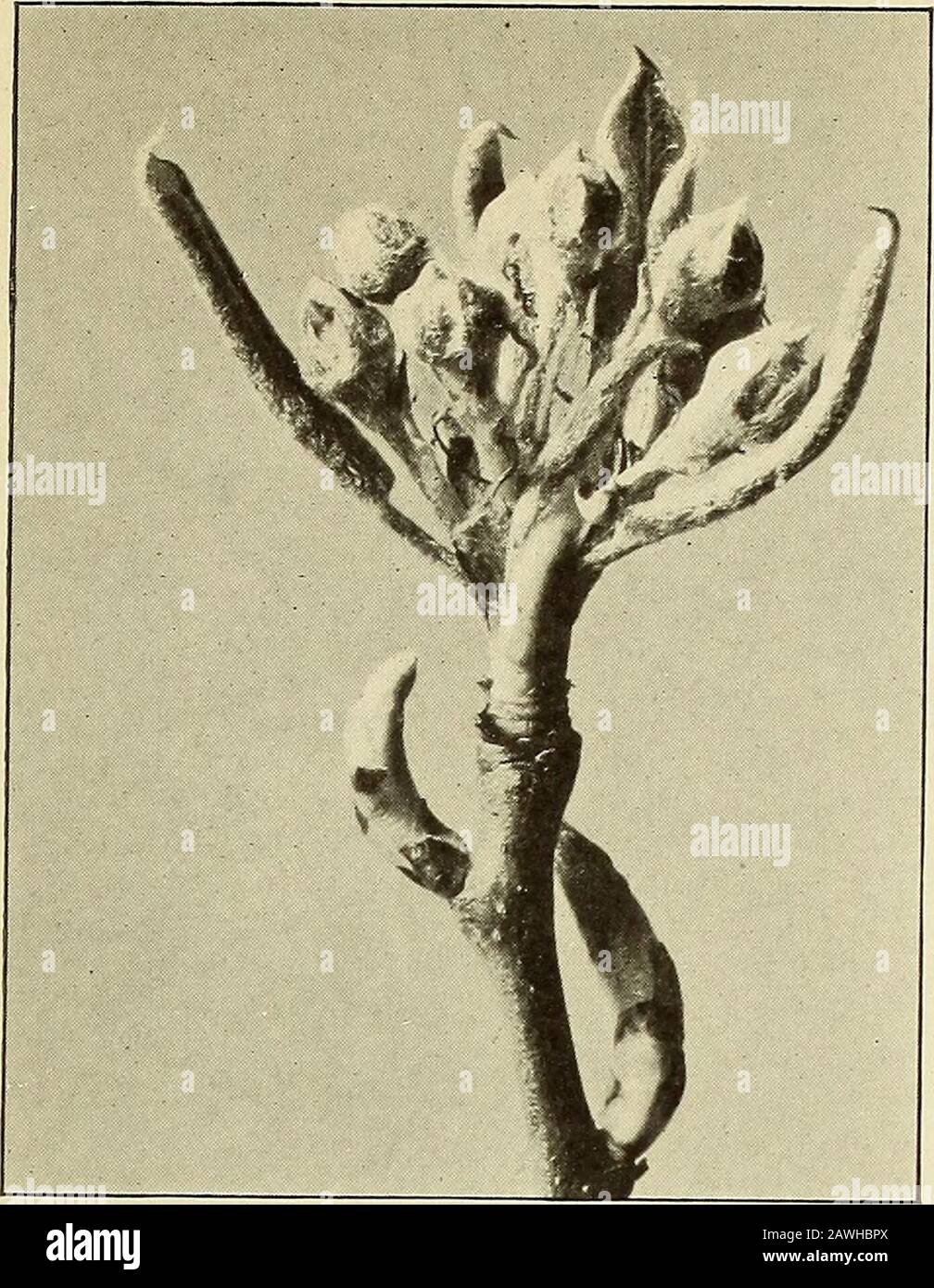 Annual report . Pear thrips work PLATE 2 [229] Pear thrips Euthrips ...