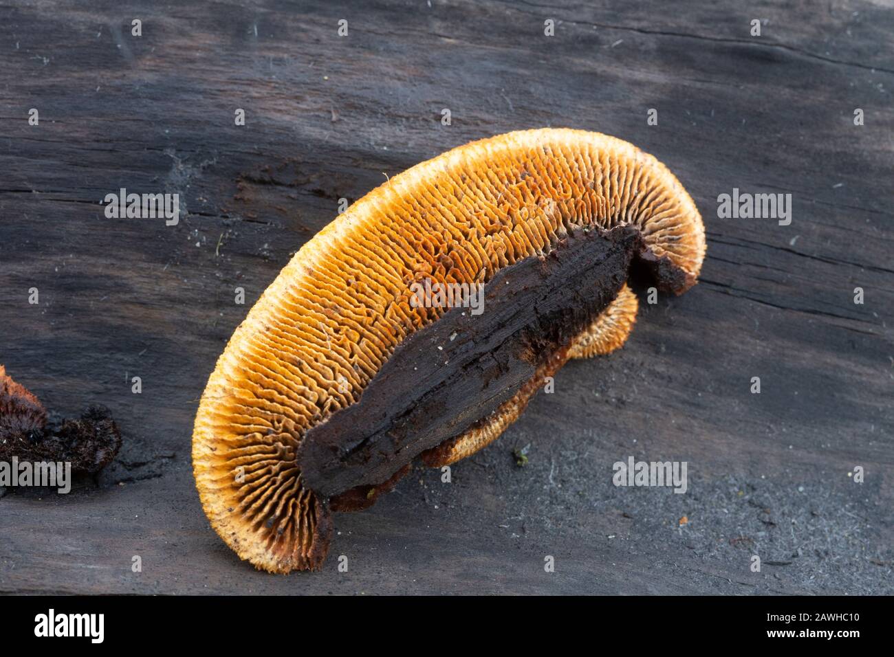Dteal: The underside showing the "gills" of Gloeophyllum sepiarium ...