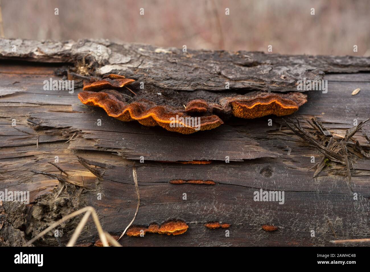 Gloeophyllum sepiarium, Rusty Gilled Polypore, growing on the trunk of ...