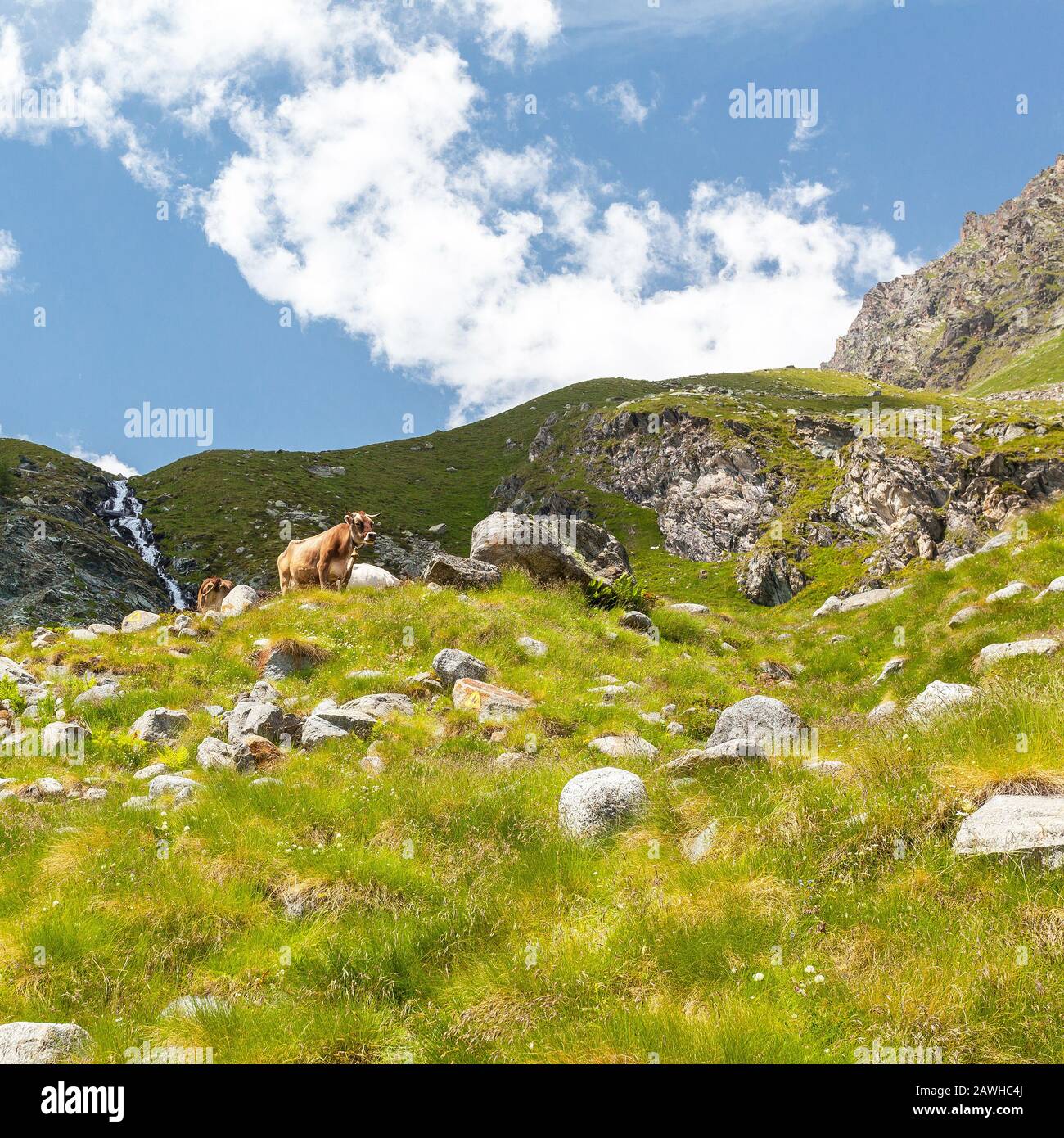 Alpine cows grazing hi-res stock photography and images - Alamy
