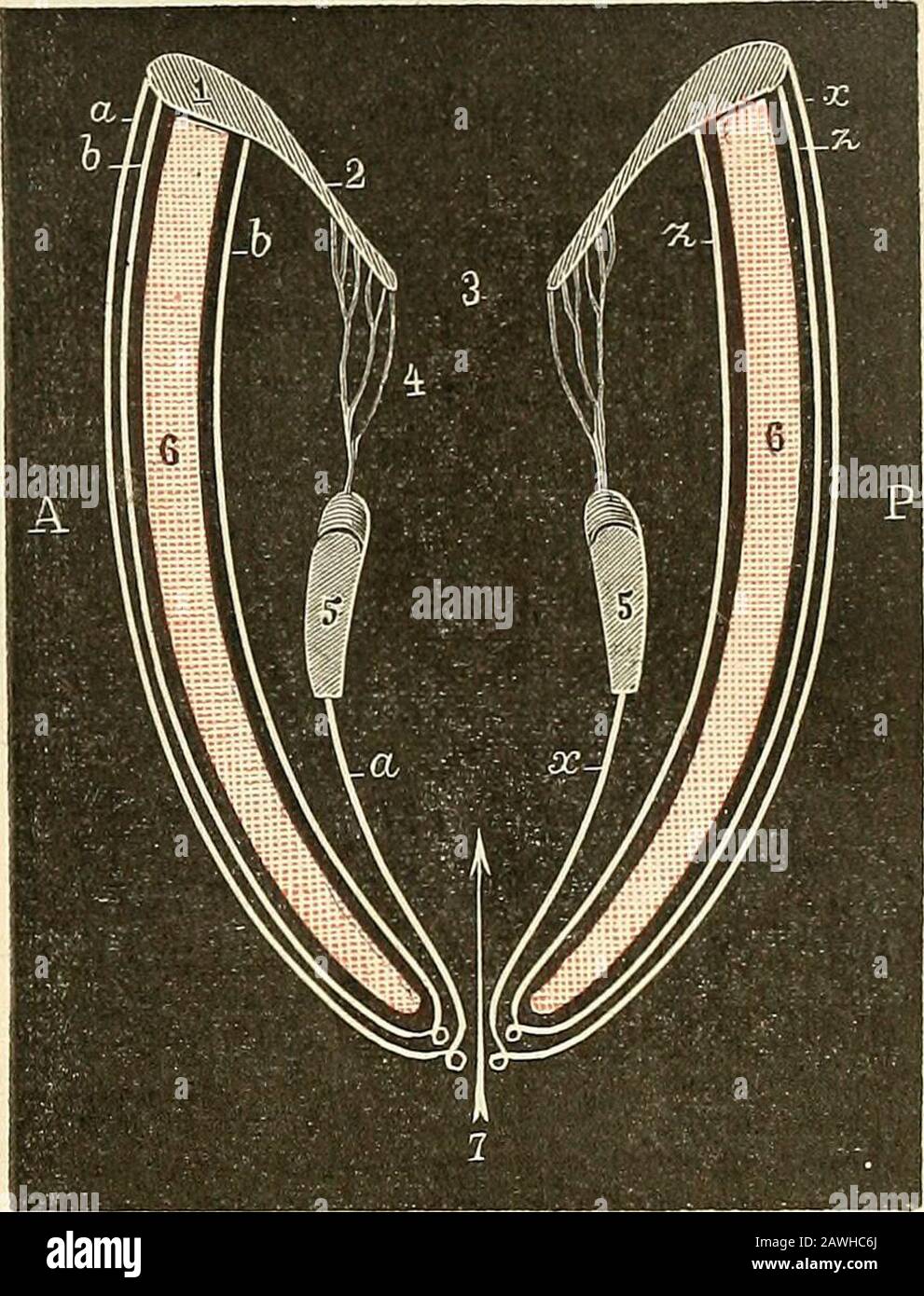 Traité d'anatomie humaine . Fig. 35. Fig. 36. Schéma représentant une ...